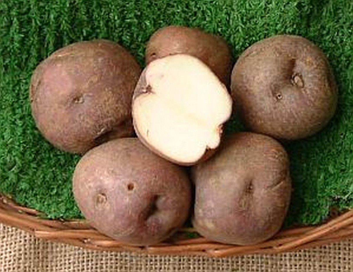 Edzell Blue from Dundry Nurseries.